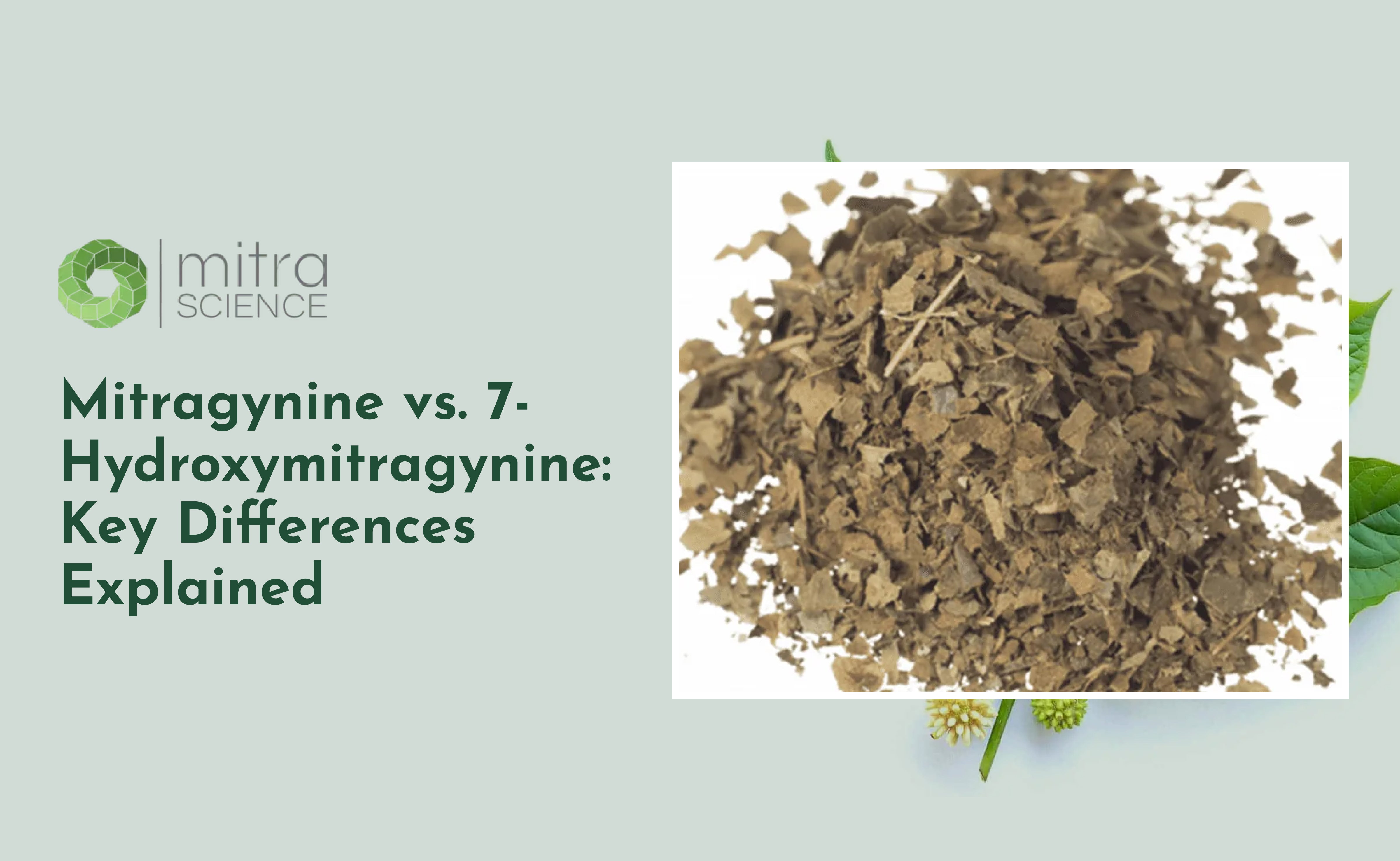 Mitragynine vs. 7-Hydroxymitragynine: Key Differences Explained – mitrascience