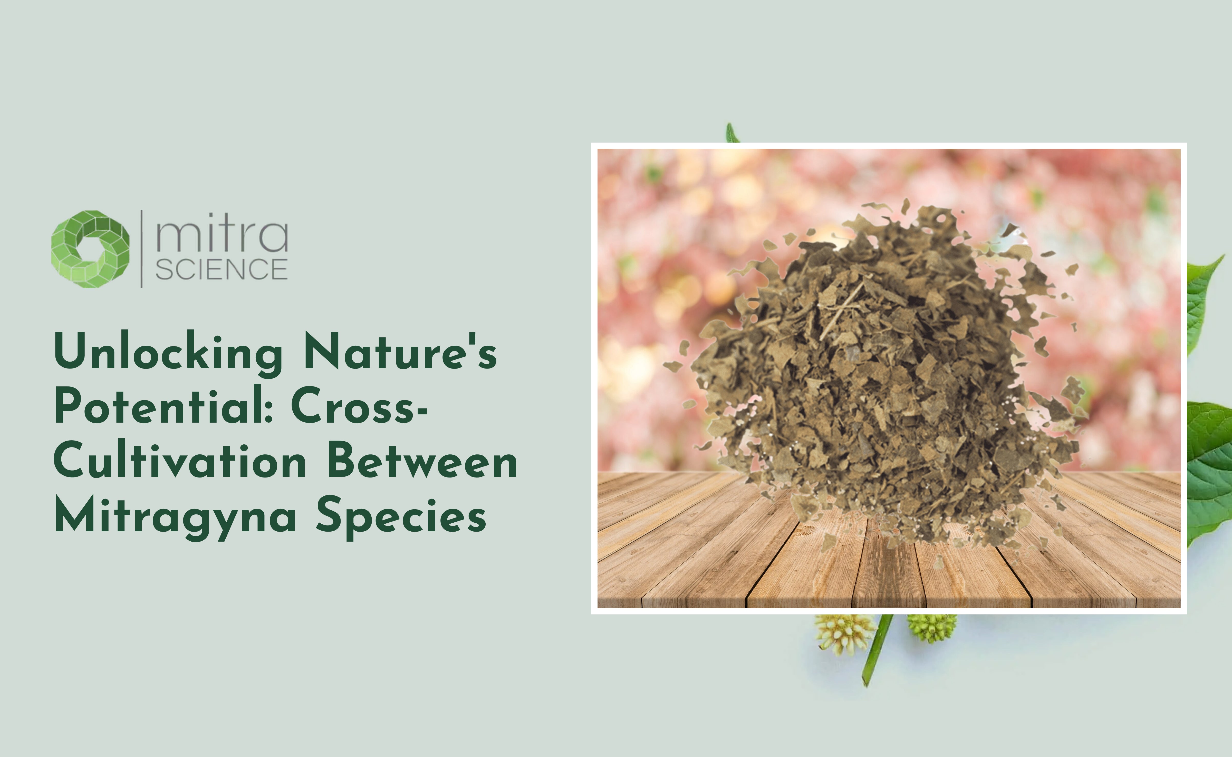 Unlocking Nature's Potential: Cross-Cultivation Between Mitragyna Spec – mitrascience