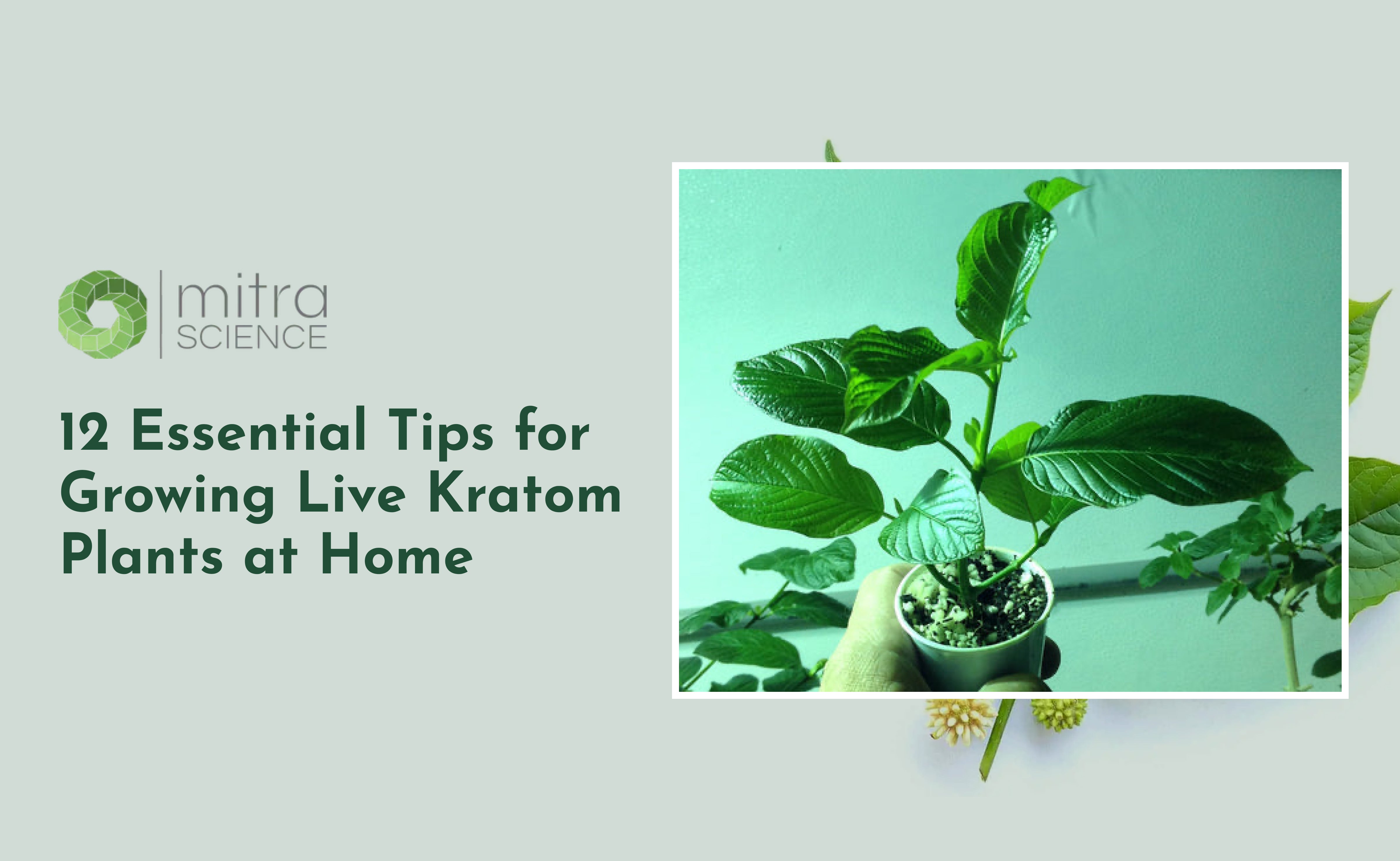 12 Essential Tips for Growing Live Kratom Plants at Home – mitrascience