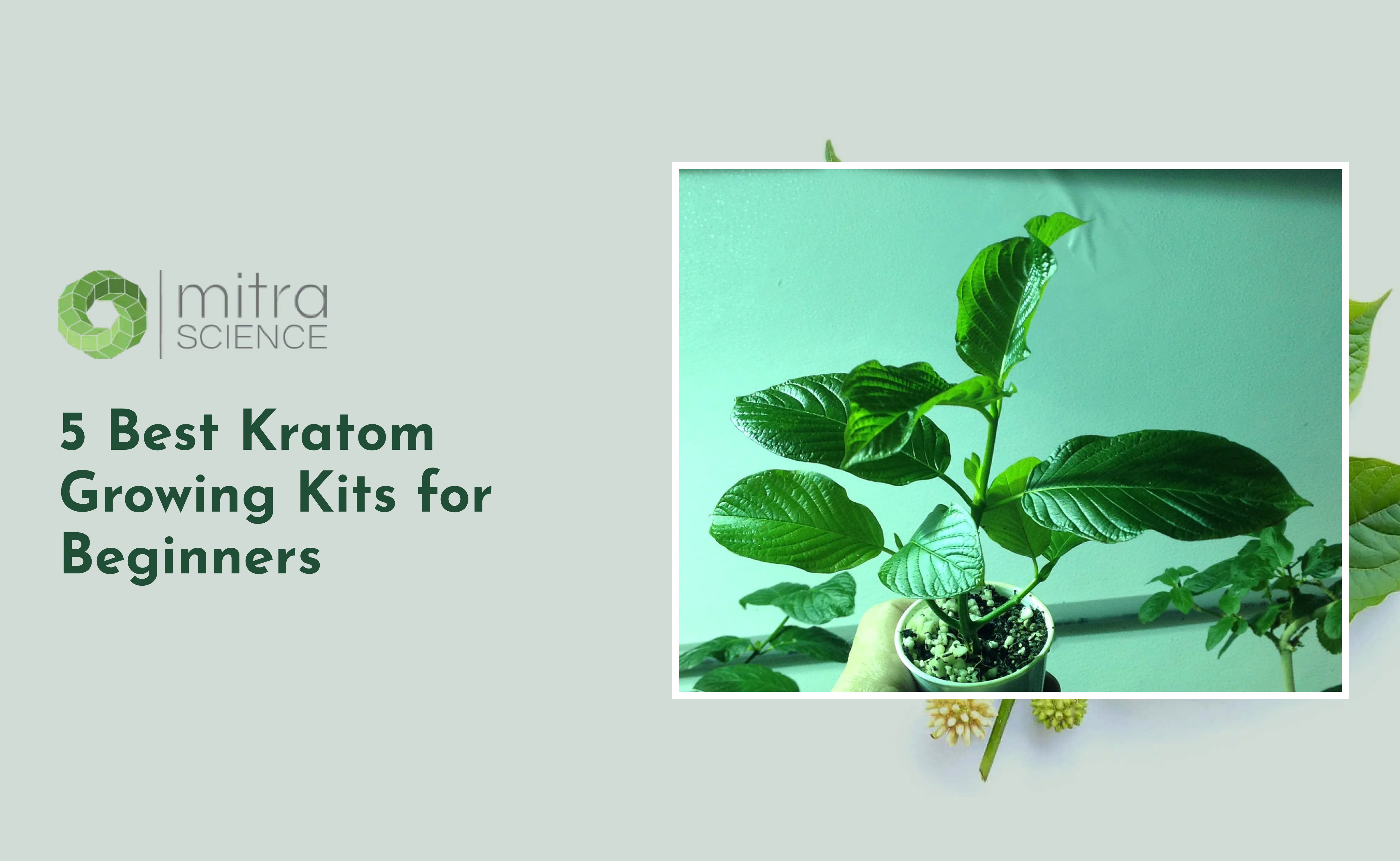 5 Best Kratom Growing Kits for Beginners – mitrascience