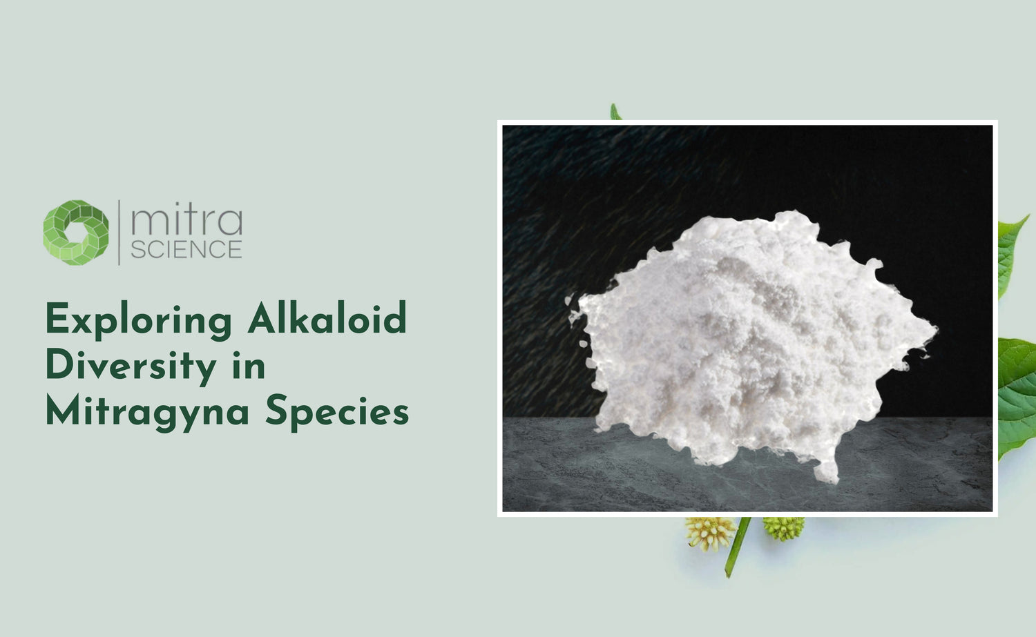 Exploring Alkaloid Diversity in Mitragyna Species – mitrascience