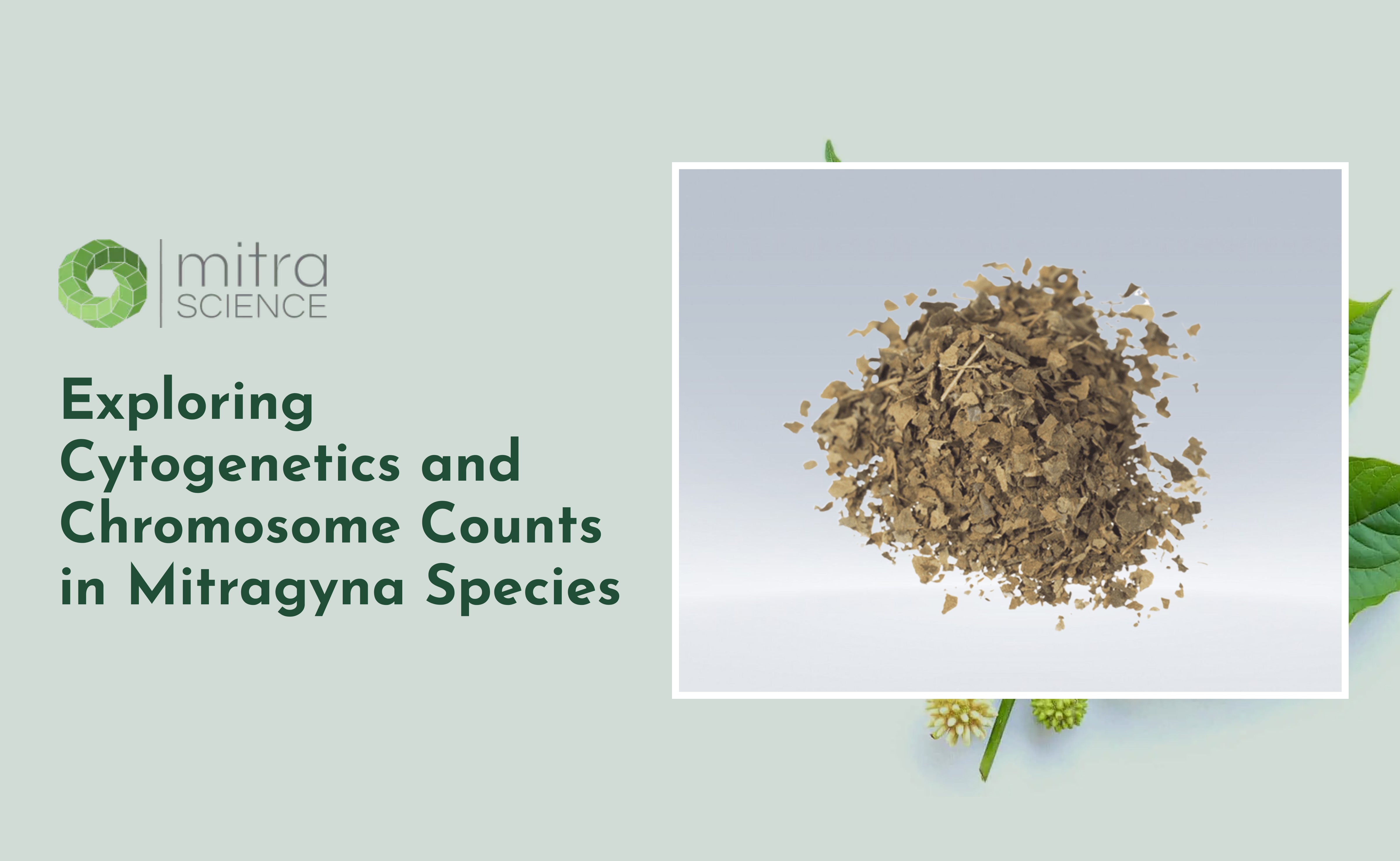 Exploring Cytogenetics and Chromosome Counts in Mitragyna Species ...