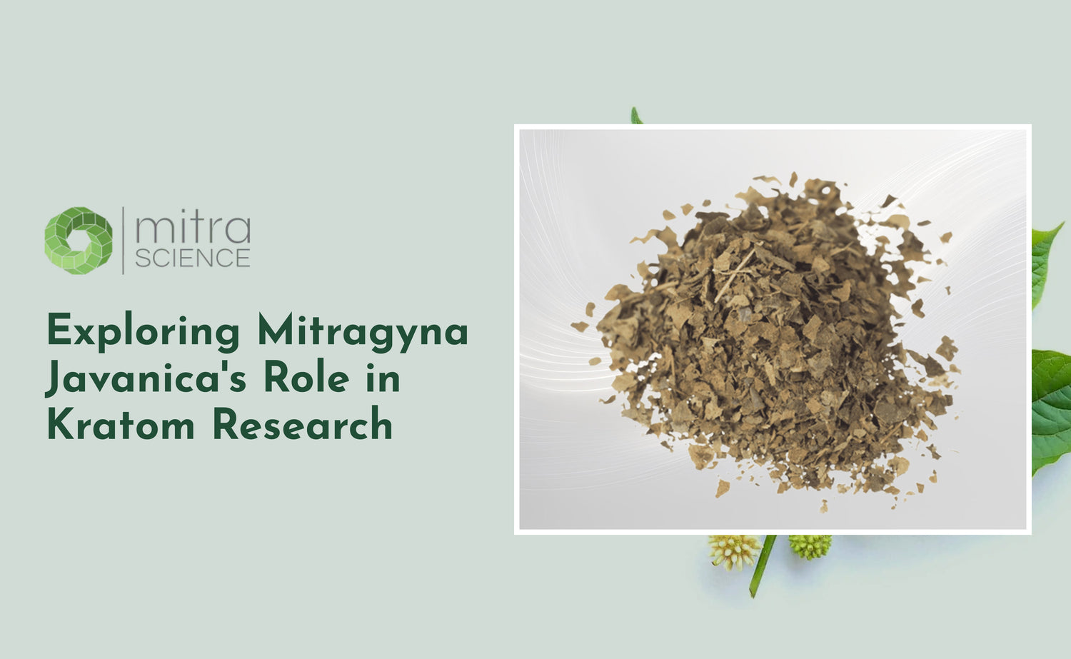 Exploring Mitragyna Javanica's Role in Kratom Research – mitrascience