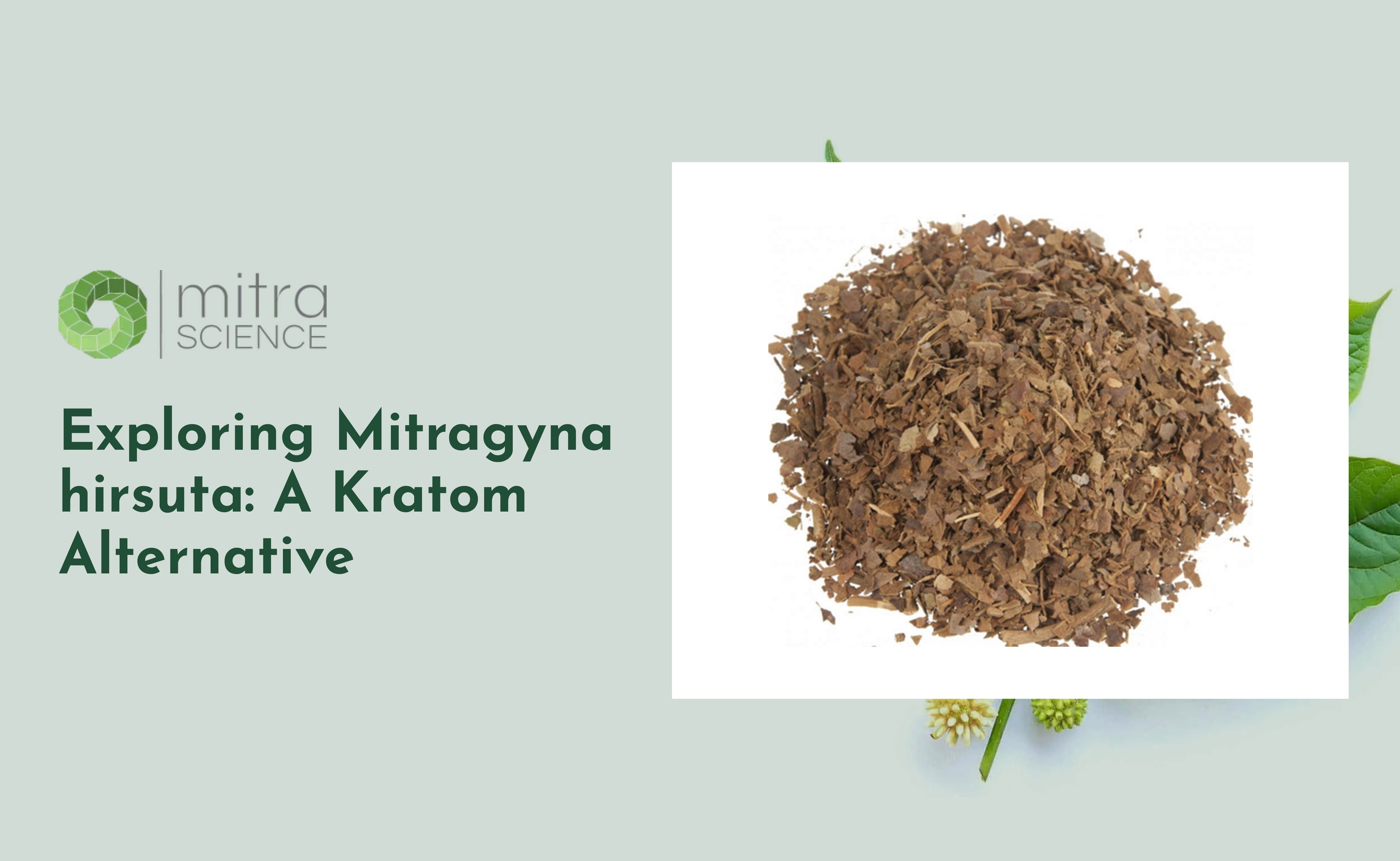 Exploring Mitragyna hirsuta: A Kratom Alternative – mitrascience
