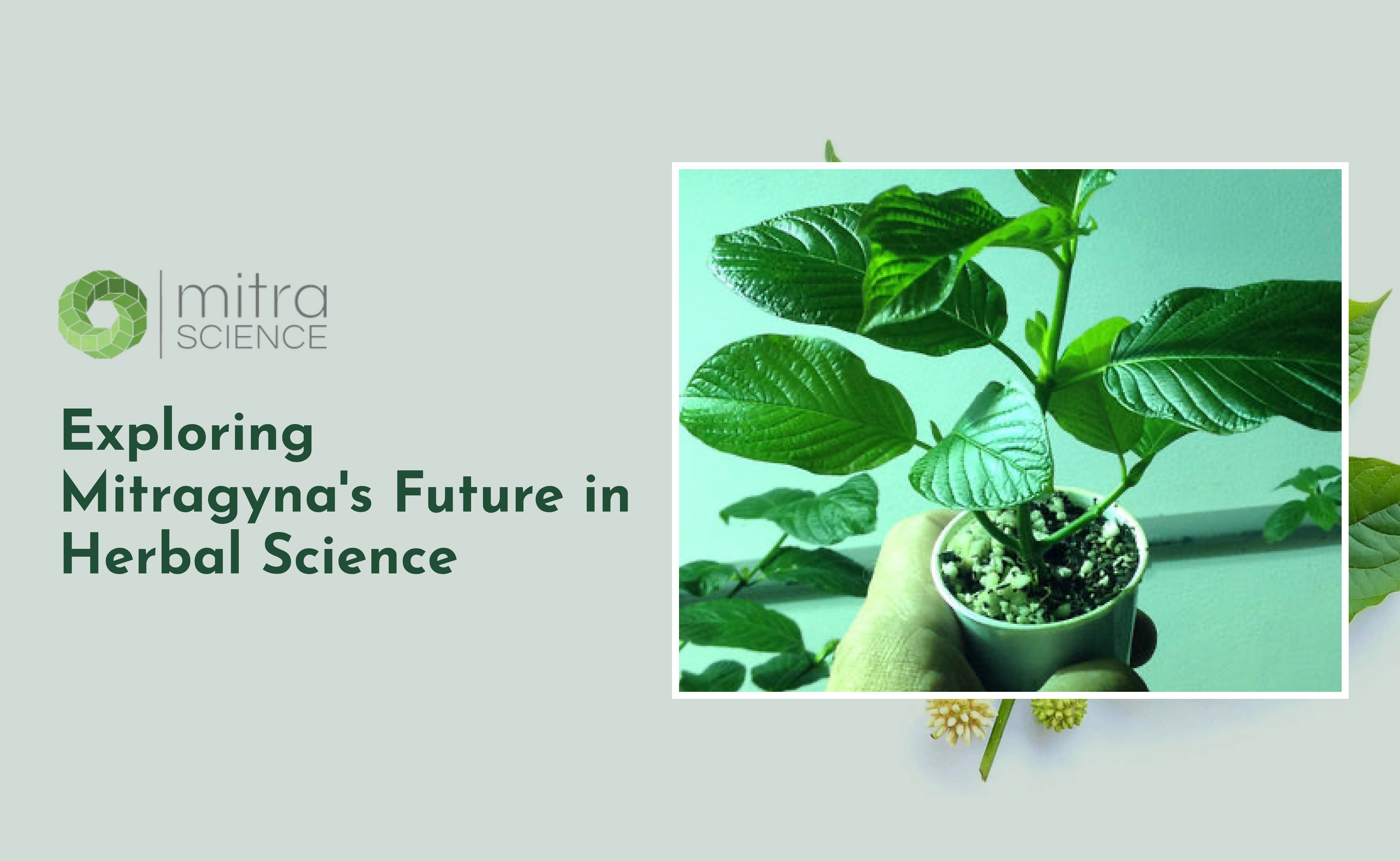 Exploring Mitragyna's Future in Herbal Science – mitrascience