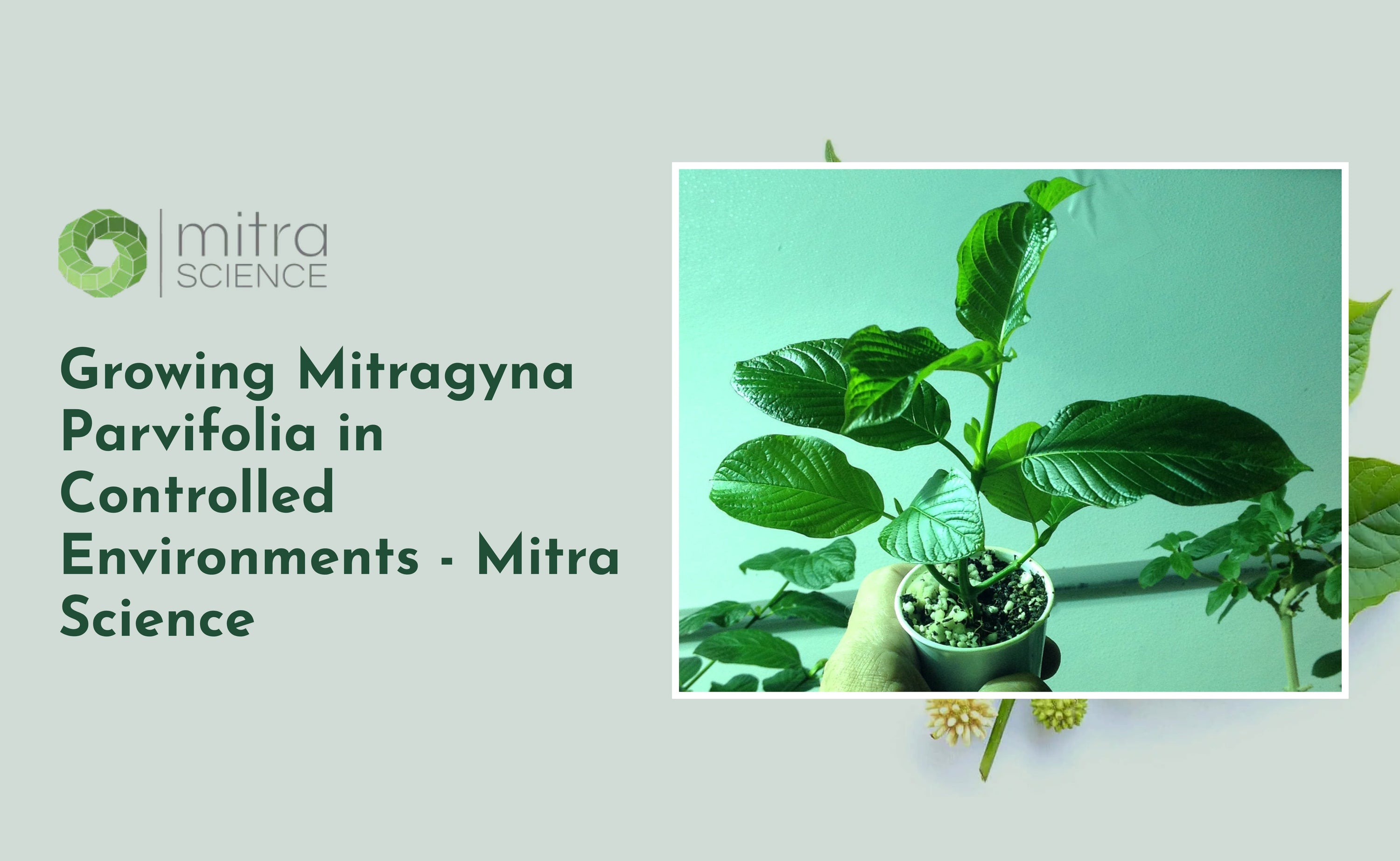 Growing Mitragyna Parvifolia in Controlled Environments - Mitra Scienc ...