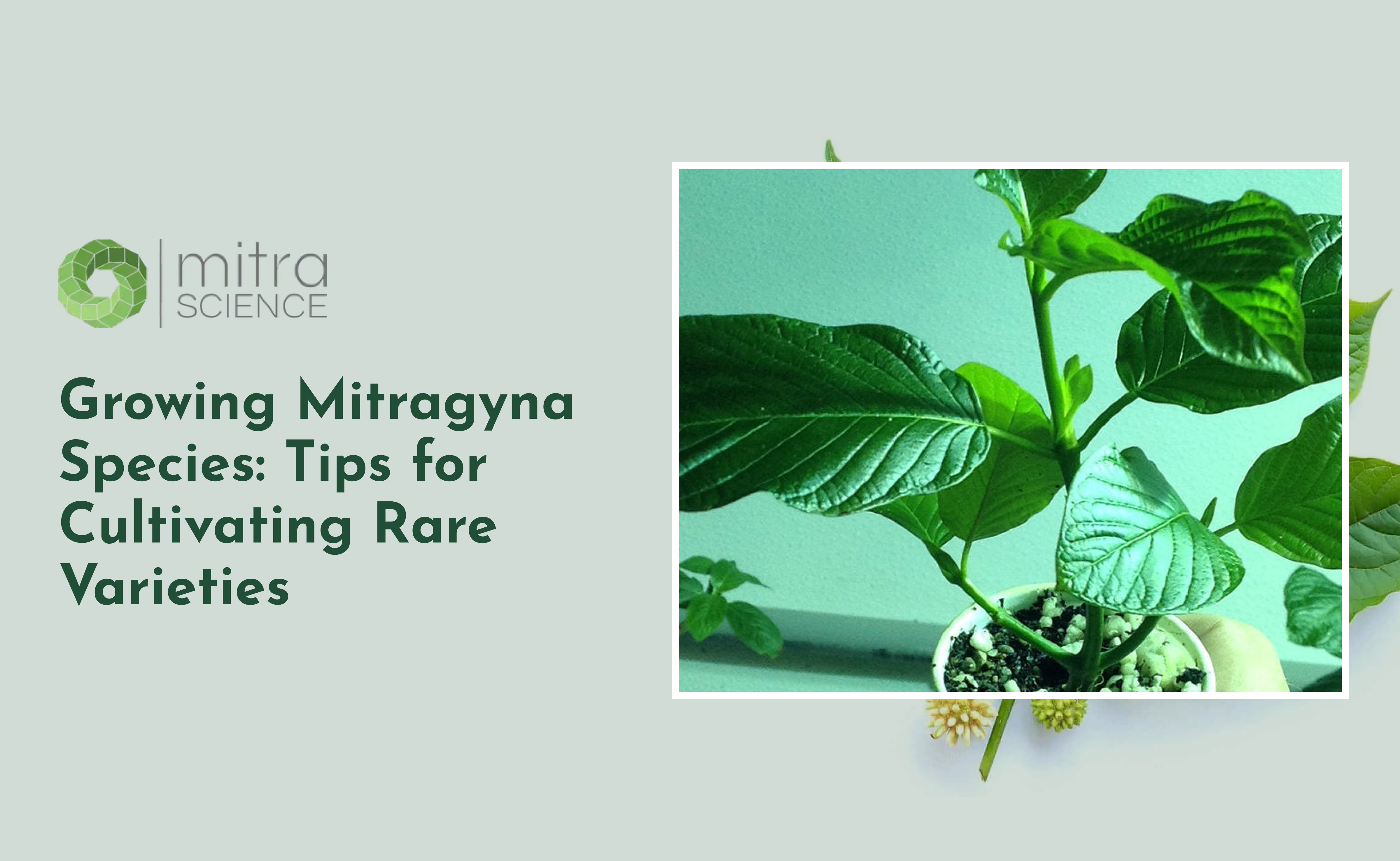 Growing Mitragyna Species: Tips for Cultivating Rare Varieties ...