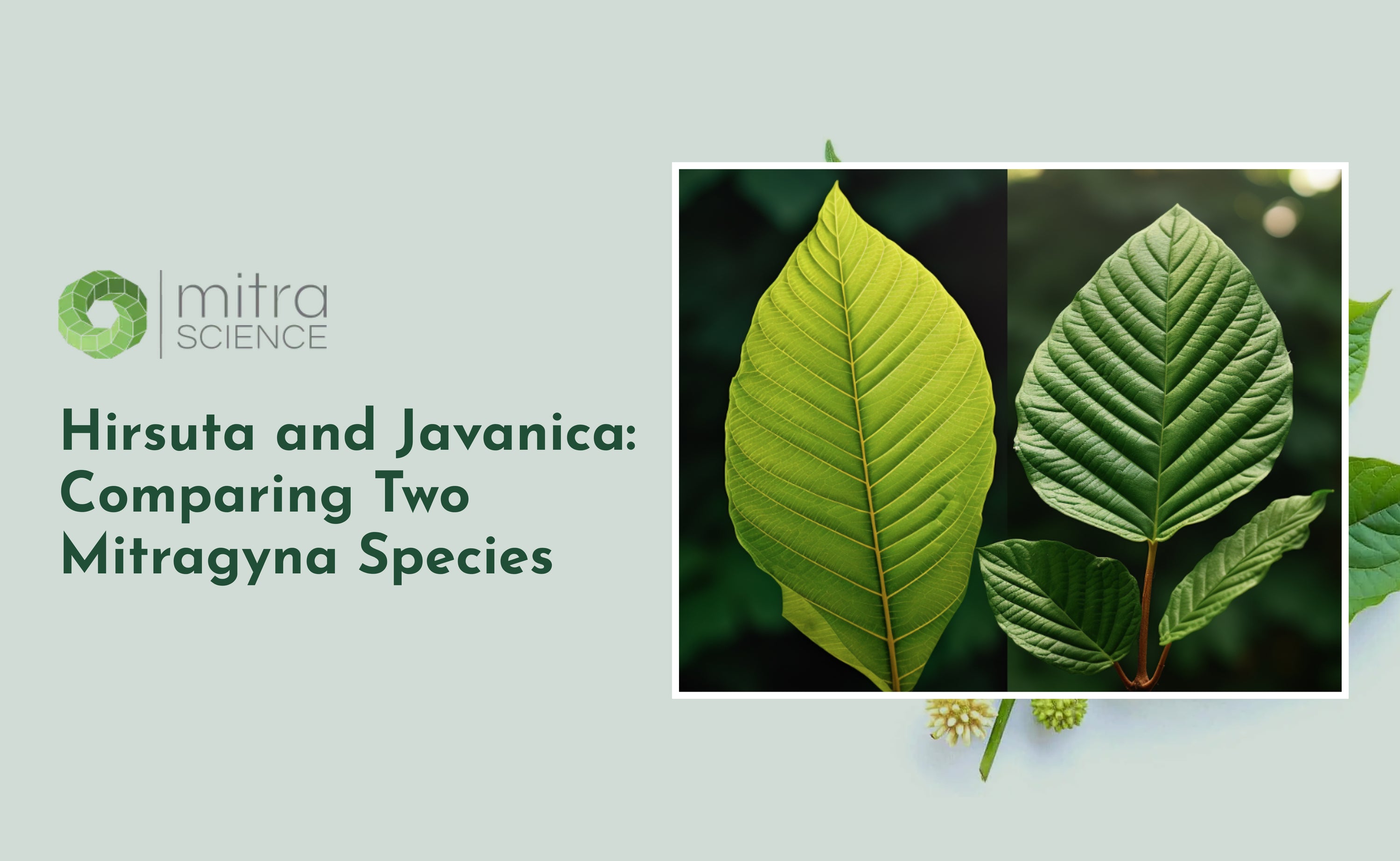 Hirsuta and Javanica: Comparing Two Mitragyna Species – mitrascience