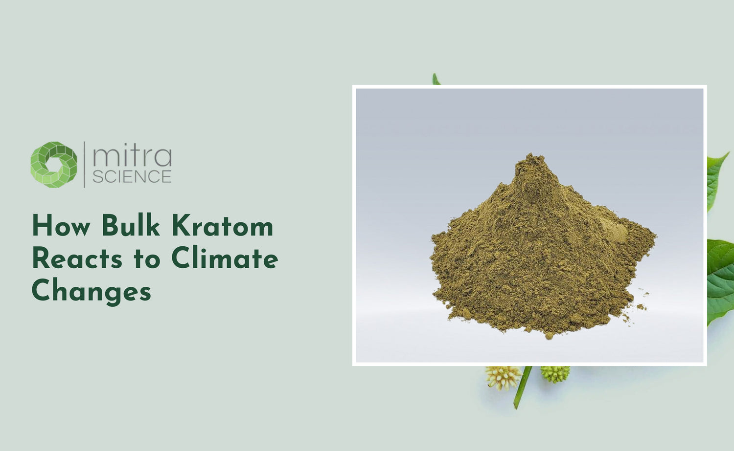 How Bulk Kratom Reacts to Climate Changes – mitrascience