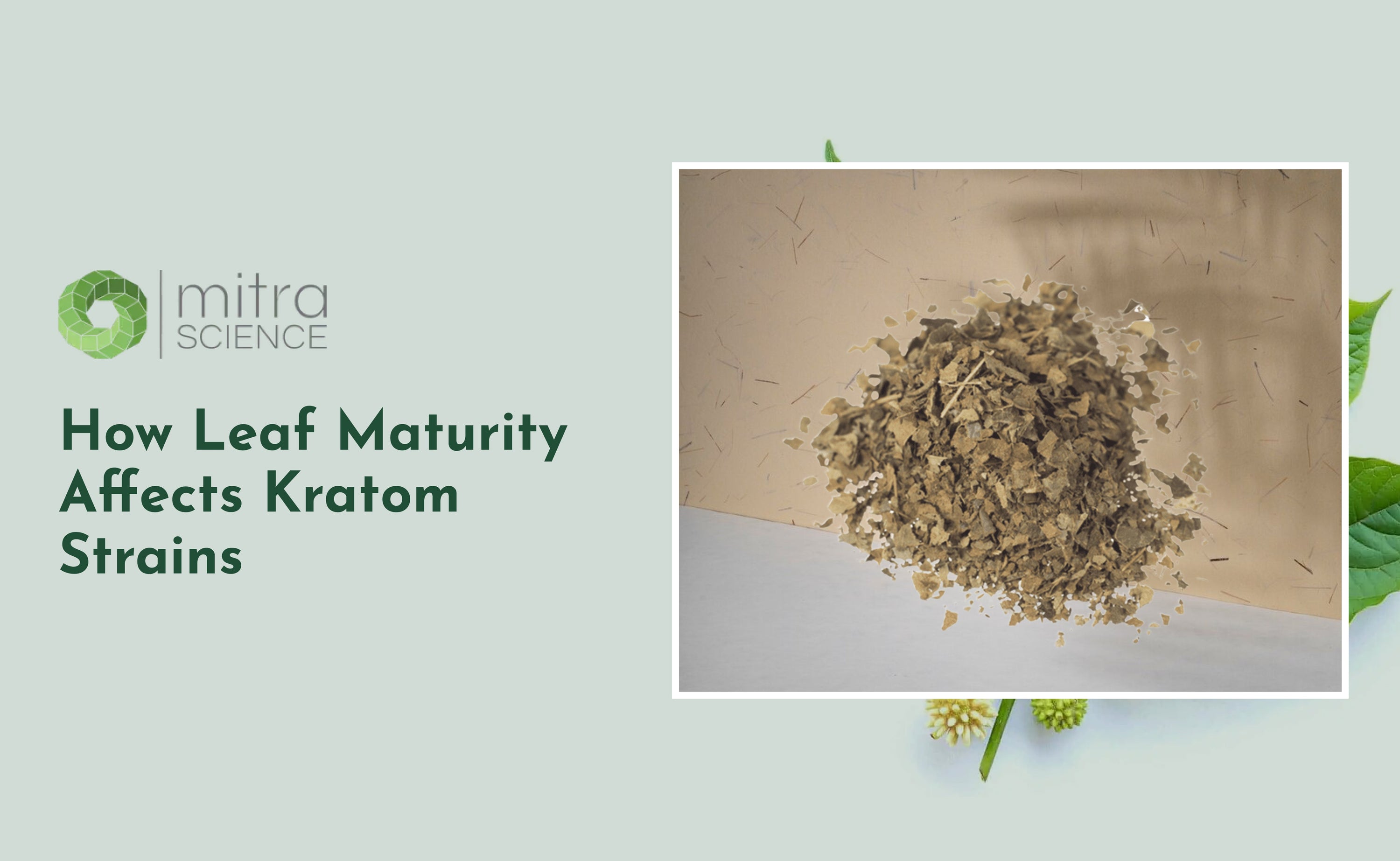 How Leaf Maturity Affects Kratom Strains – mitrascience