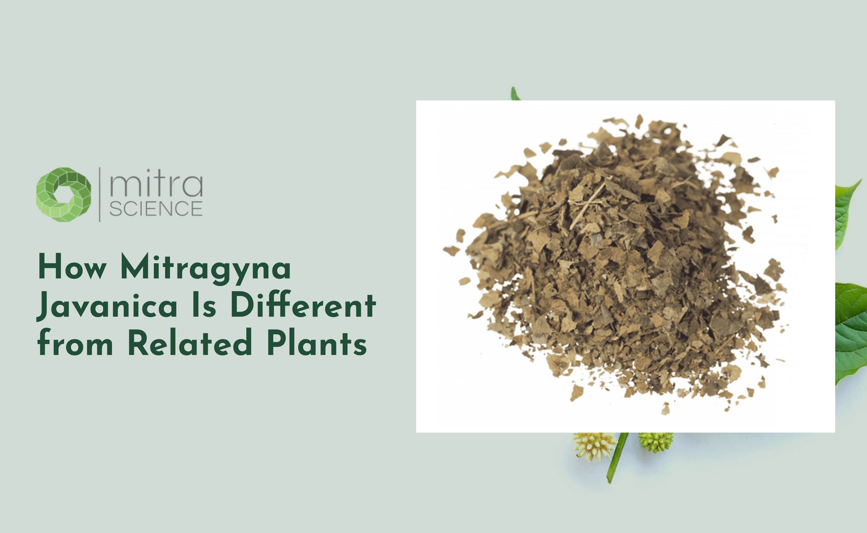 How Mitragyna Javanica Is Different from Related Plants – mitrascience