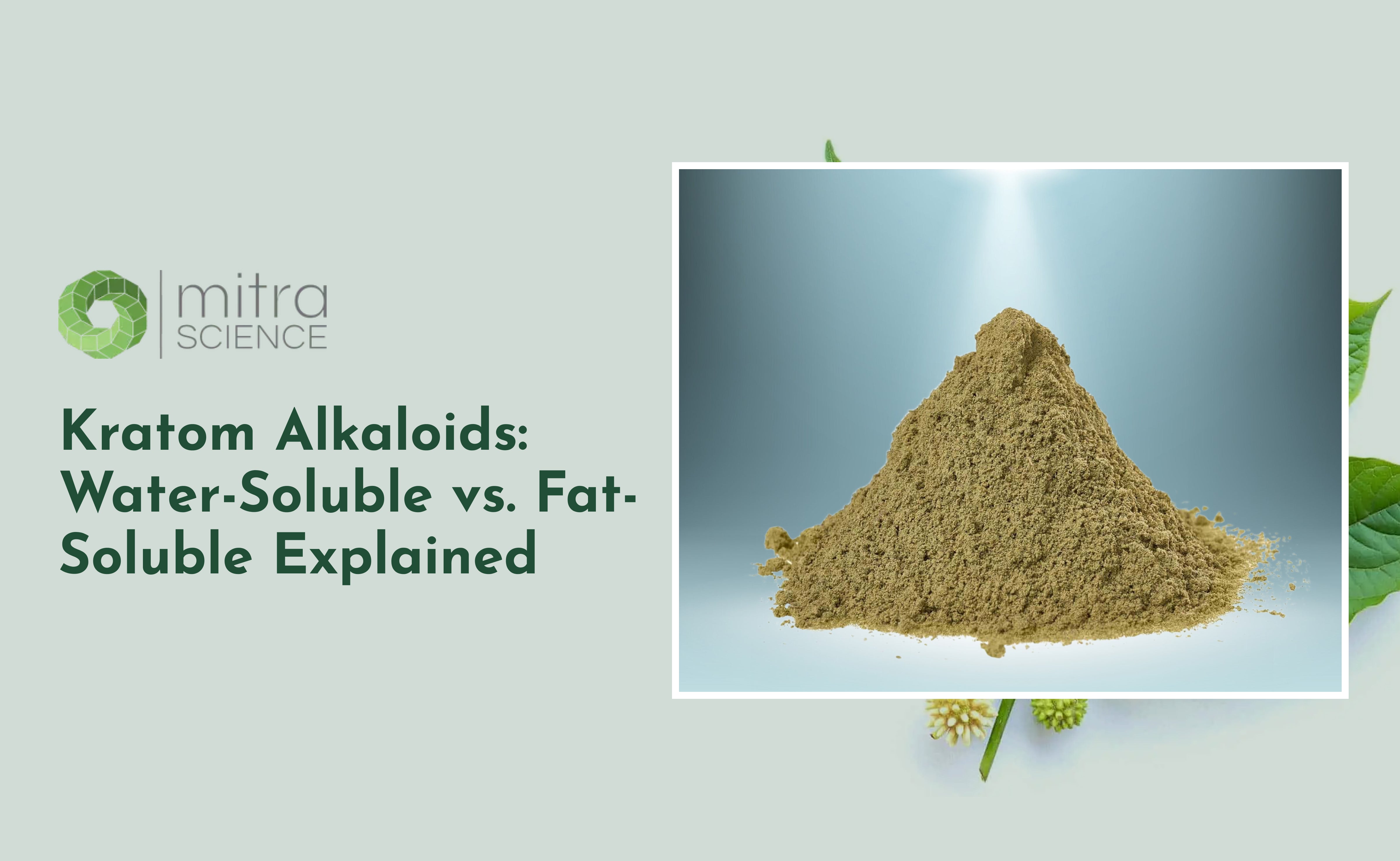 Kratom Alkaloids: Water-Soluble vs. Fat-Soluble Explained – mitrascience