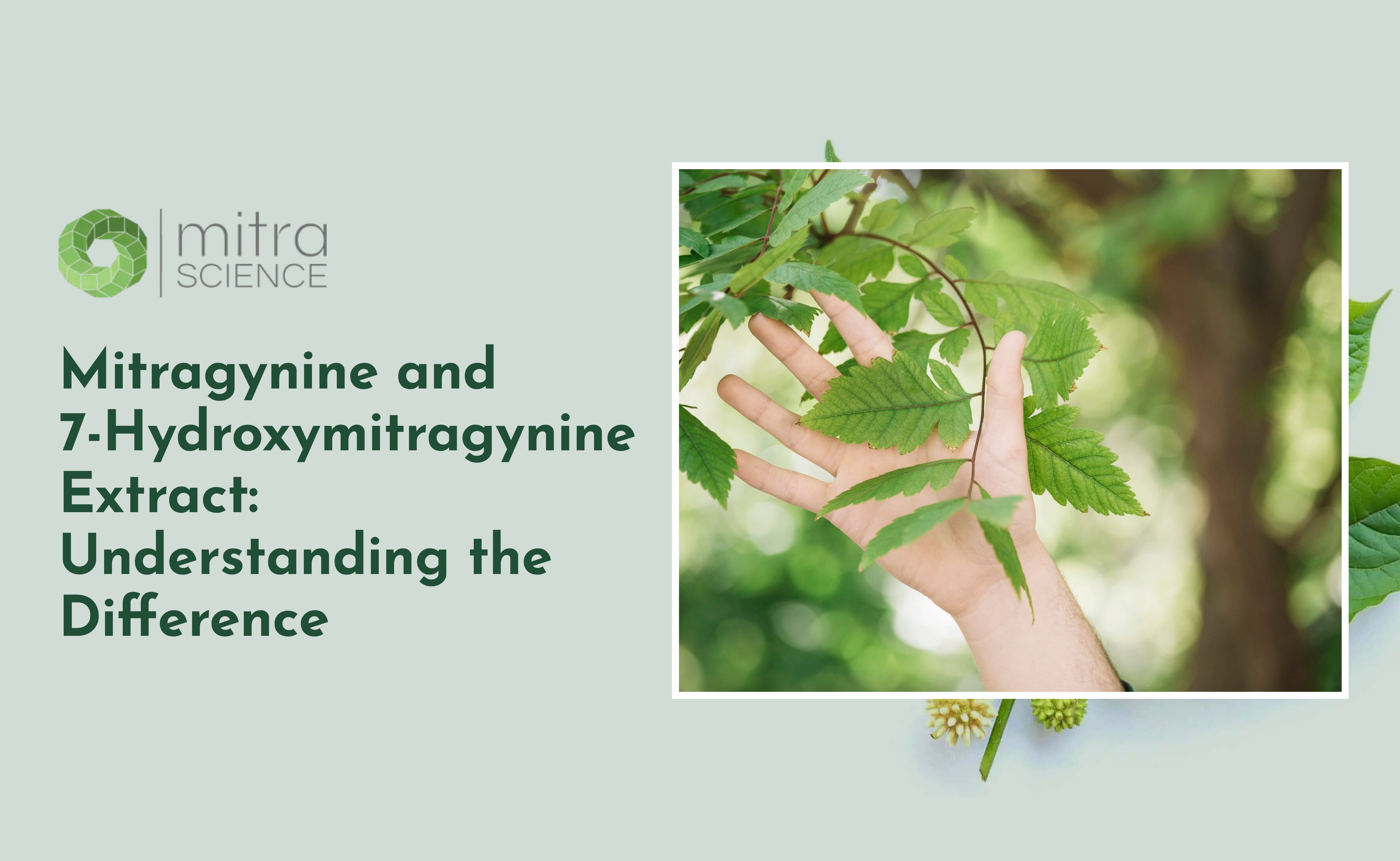 Mitraginina y extracto de 7-hidroxitimitraginina: Entender la diferenc ...