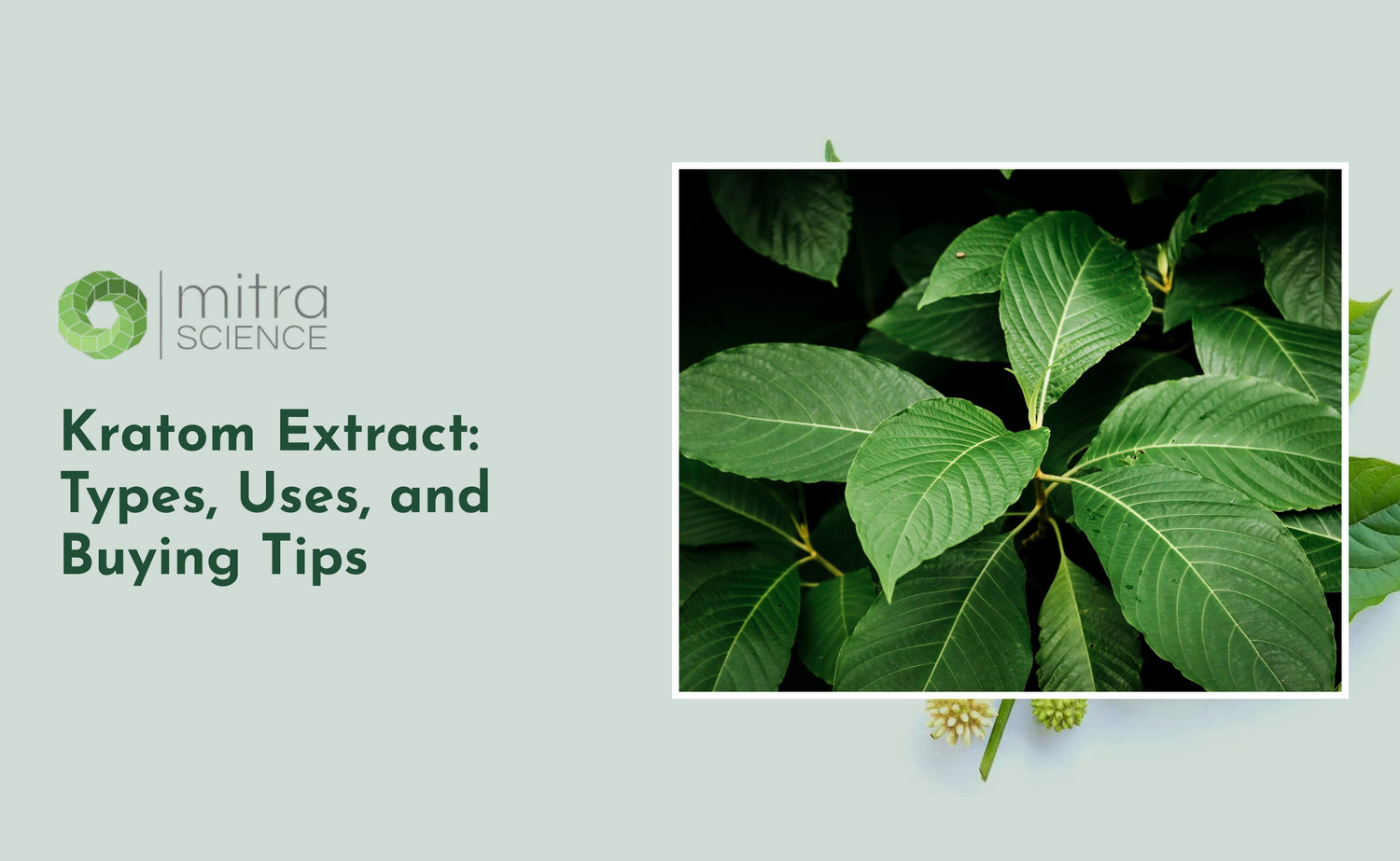 Kratom Extract: Types, Uses, and Buying Tips – mitrascience