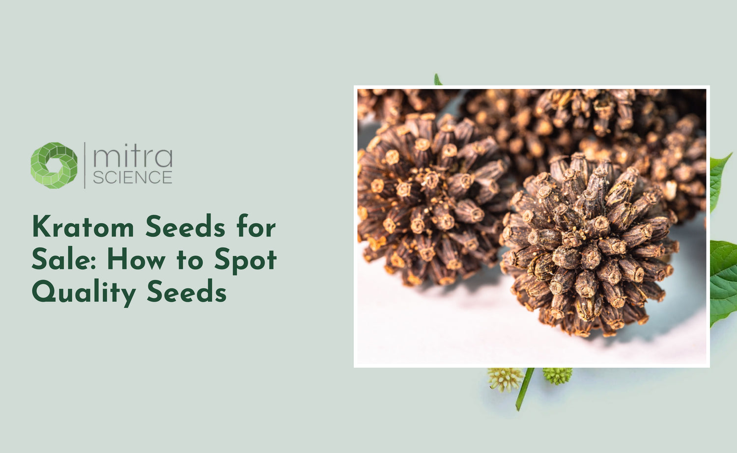 Growing Kratom from Seeds: Tips and Tricks for Success – mitrascience