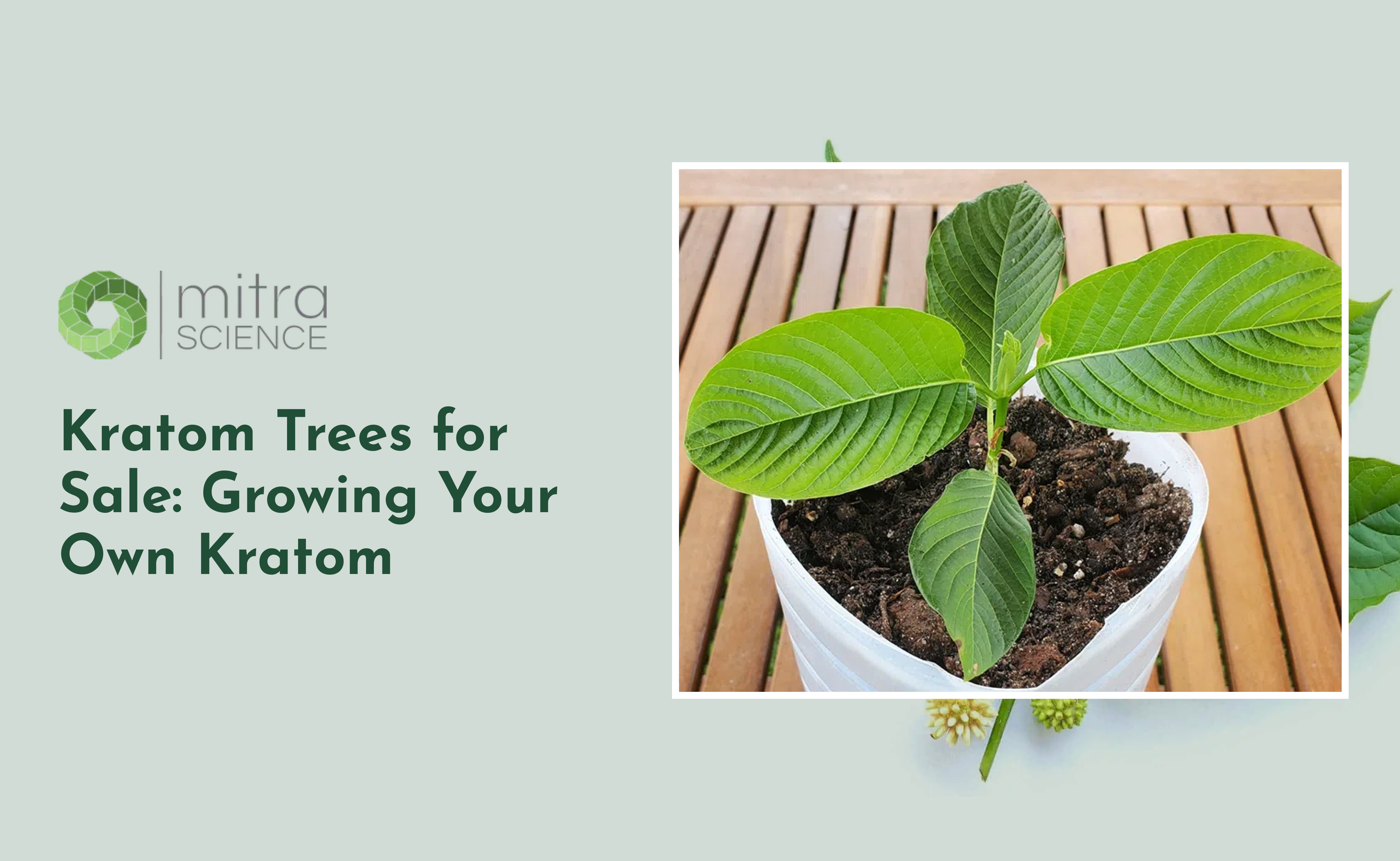 Kratom Trees for Sale: Growing Your Own Kratom – mitrascience