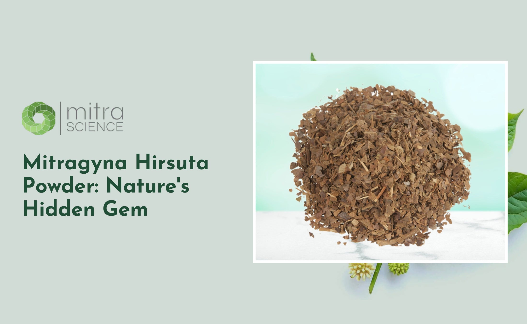 Mitragyna Hirsuta Powder: Nature's Hidden Gem – mitrascience