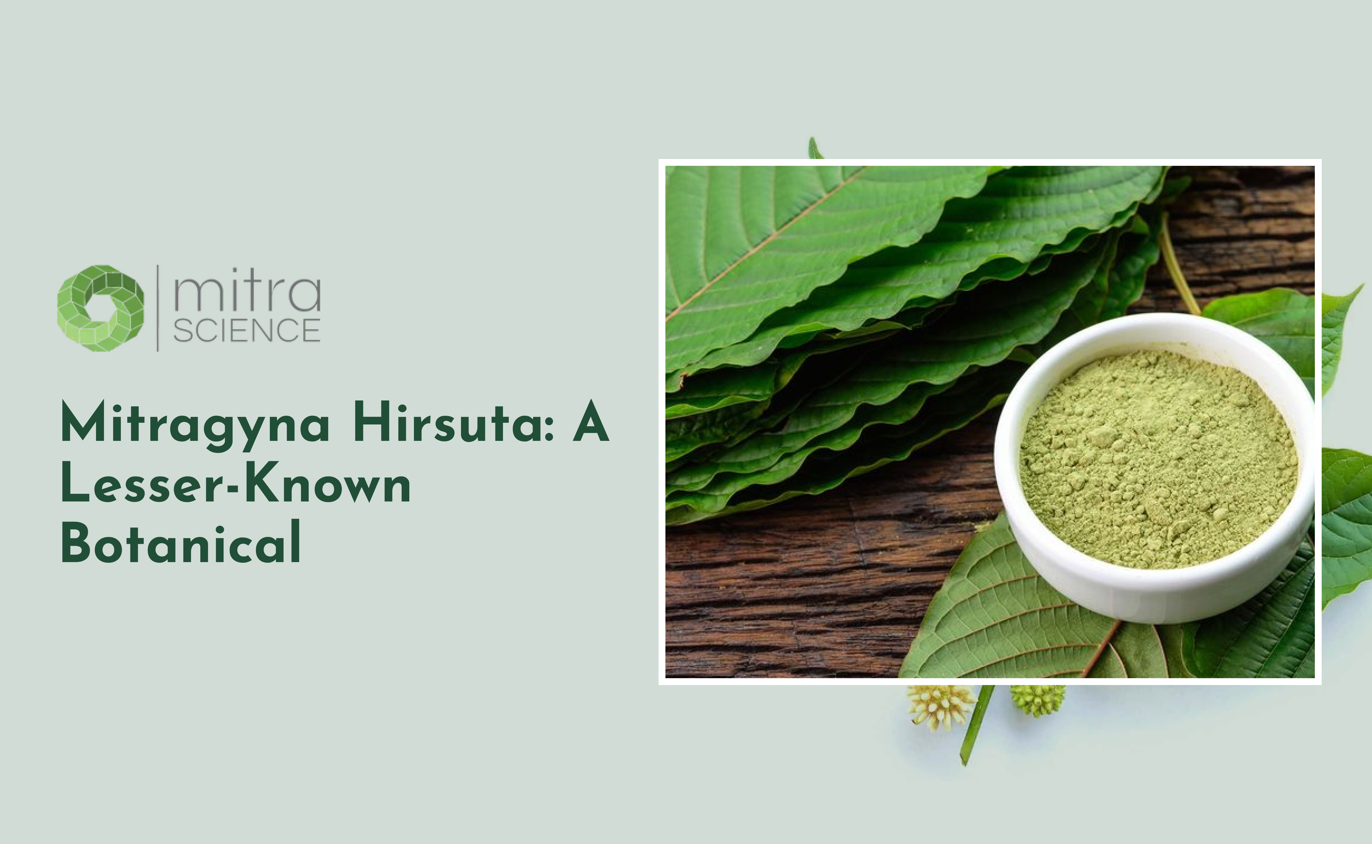 Mitragyna Hirsuta: A Lesser-Known Botanical – mitrascience