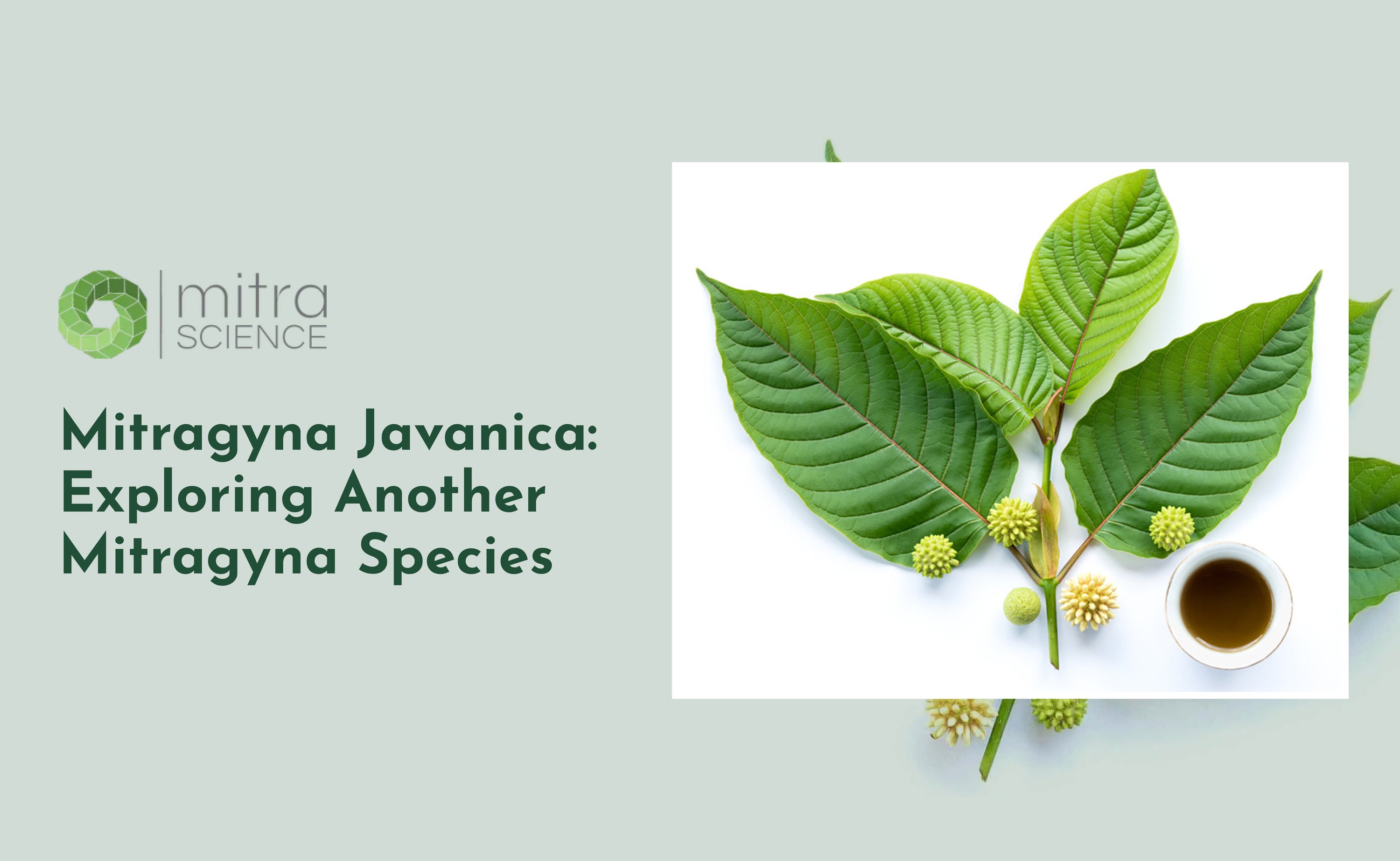 Mitragyna Javanica: Exploring Another Mitragyna Species – mitrascience