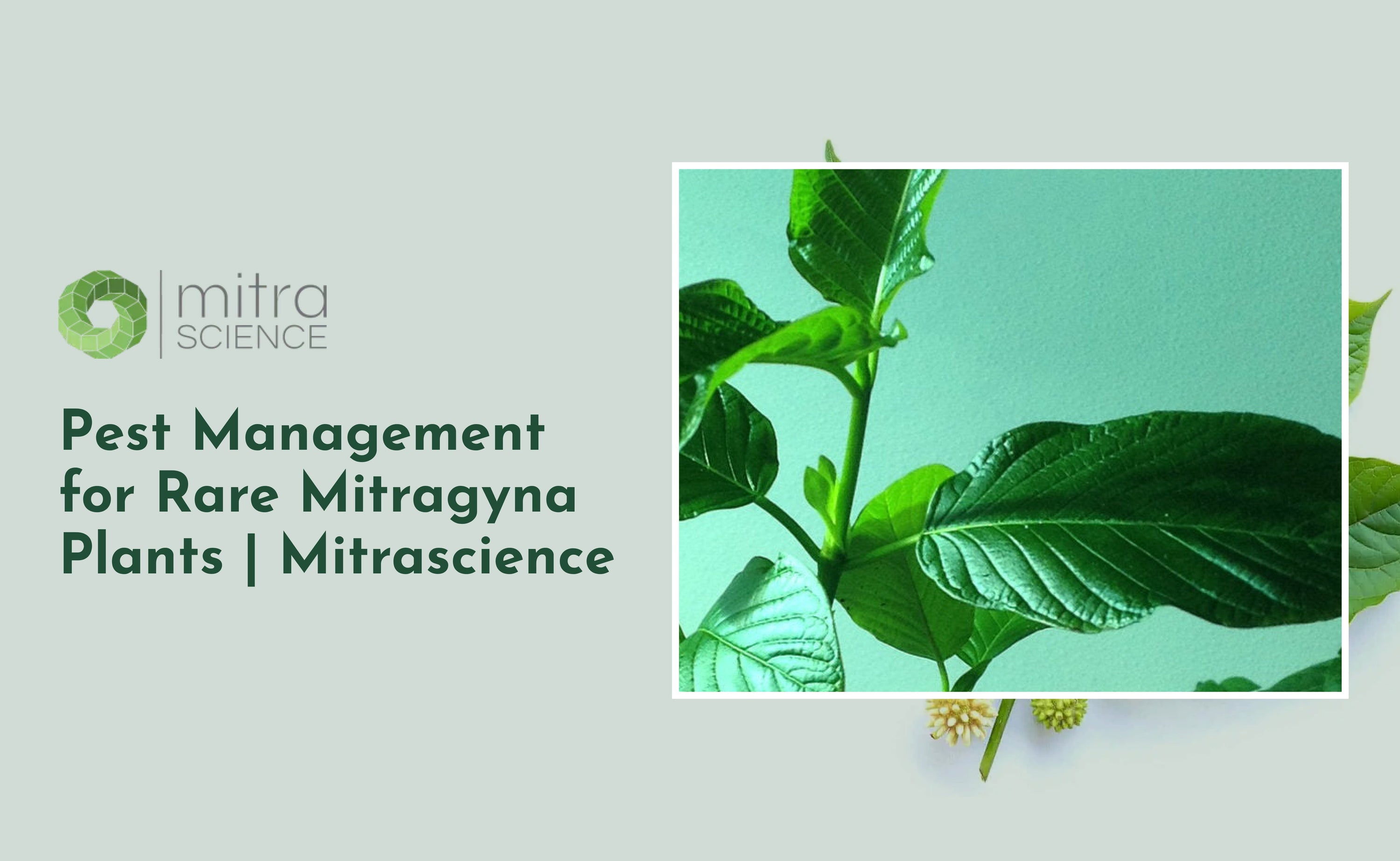 Pest Management for Rare Mitragyna Plants | Mitrascience – mitrascience