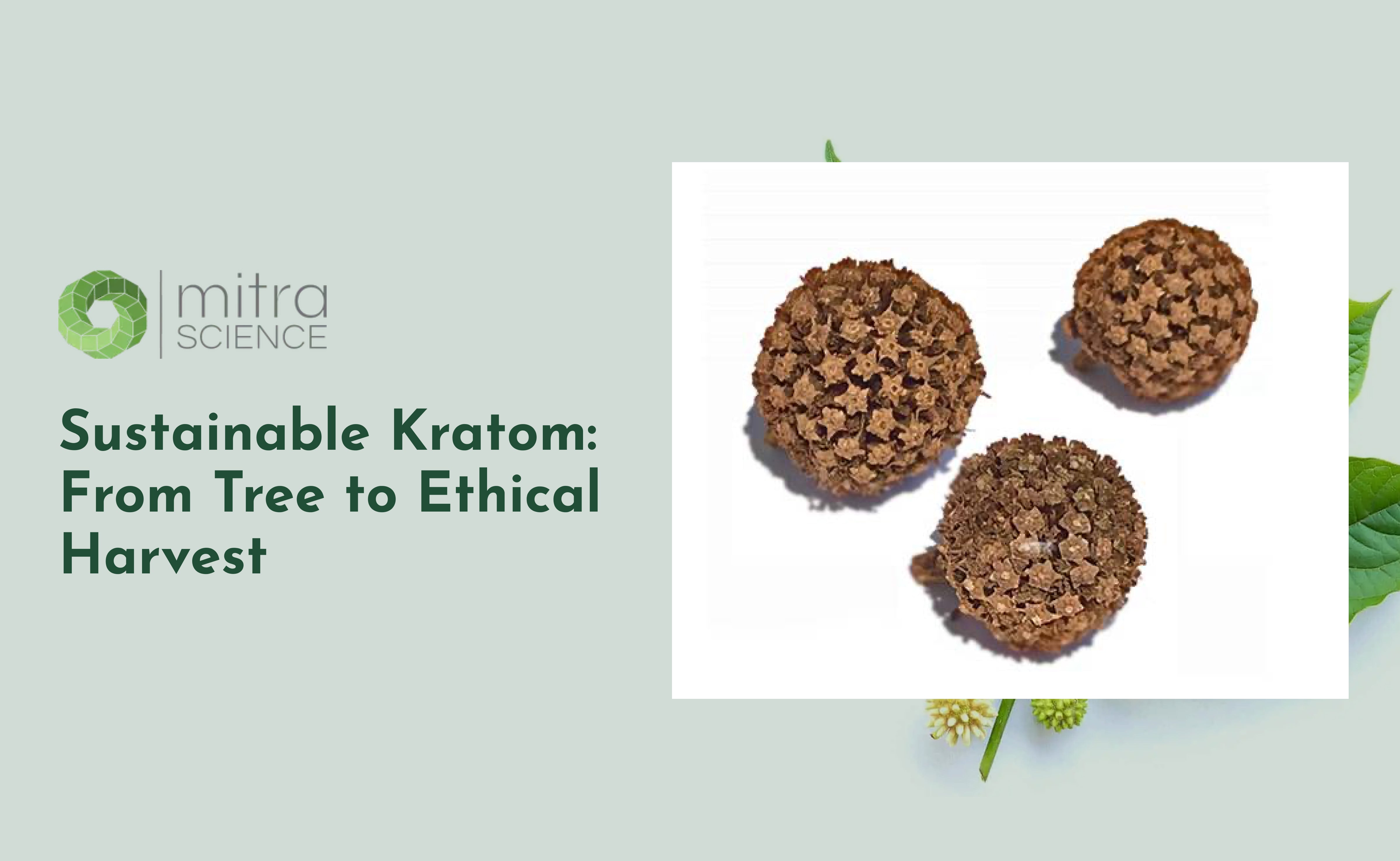 Sustainable Kratom: From Tree to Ethical Harvest – mitrascience