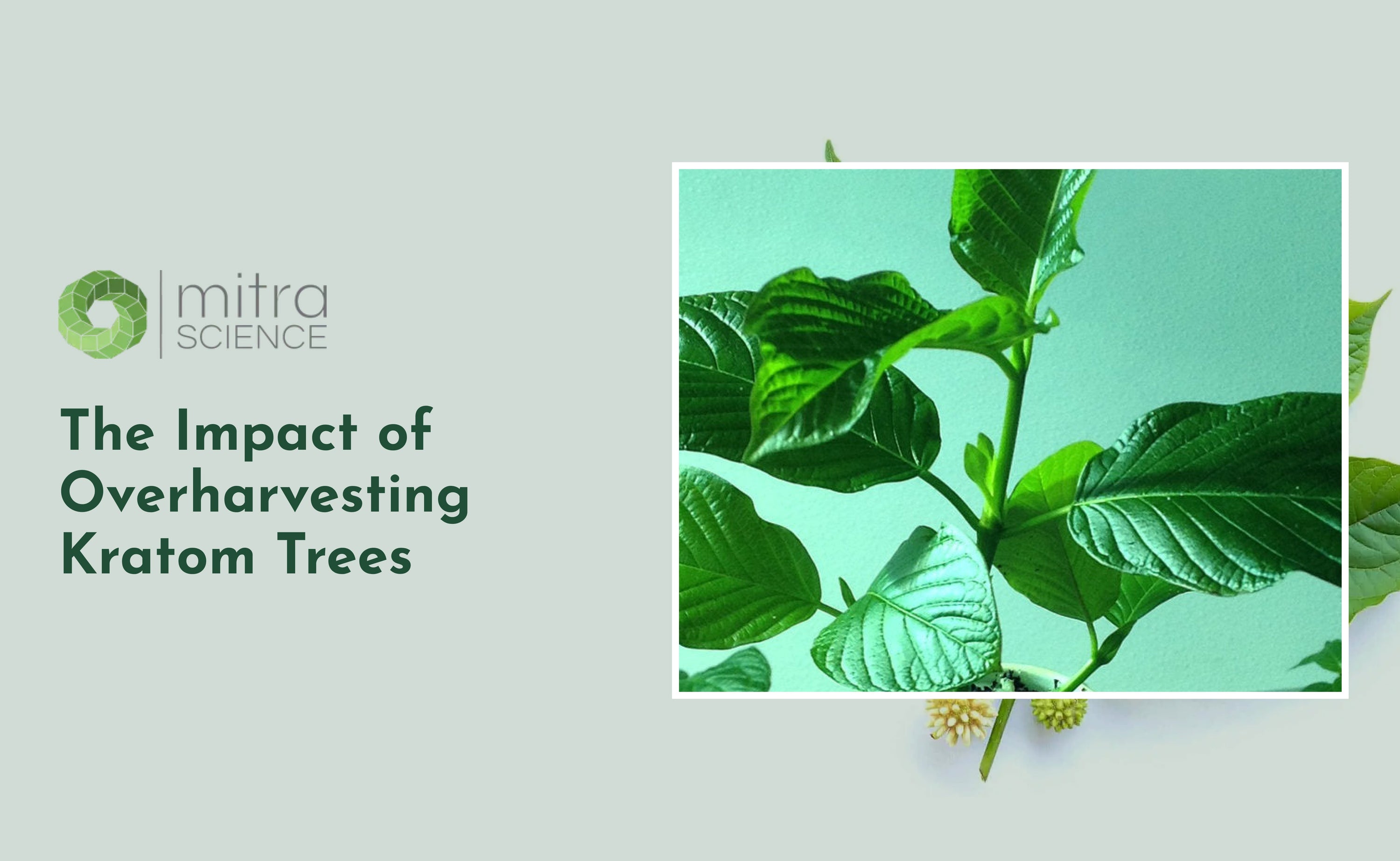 The Impact of Overharvesting Kratom Trees – mitrascience