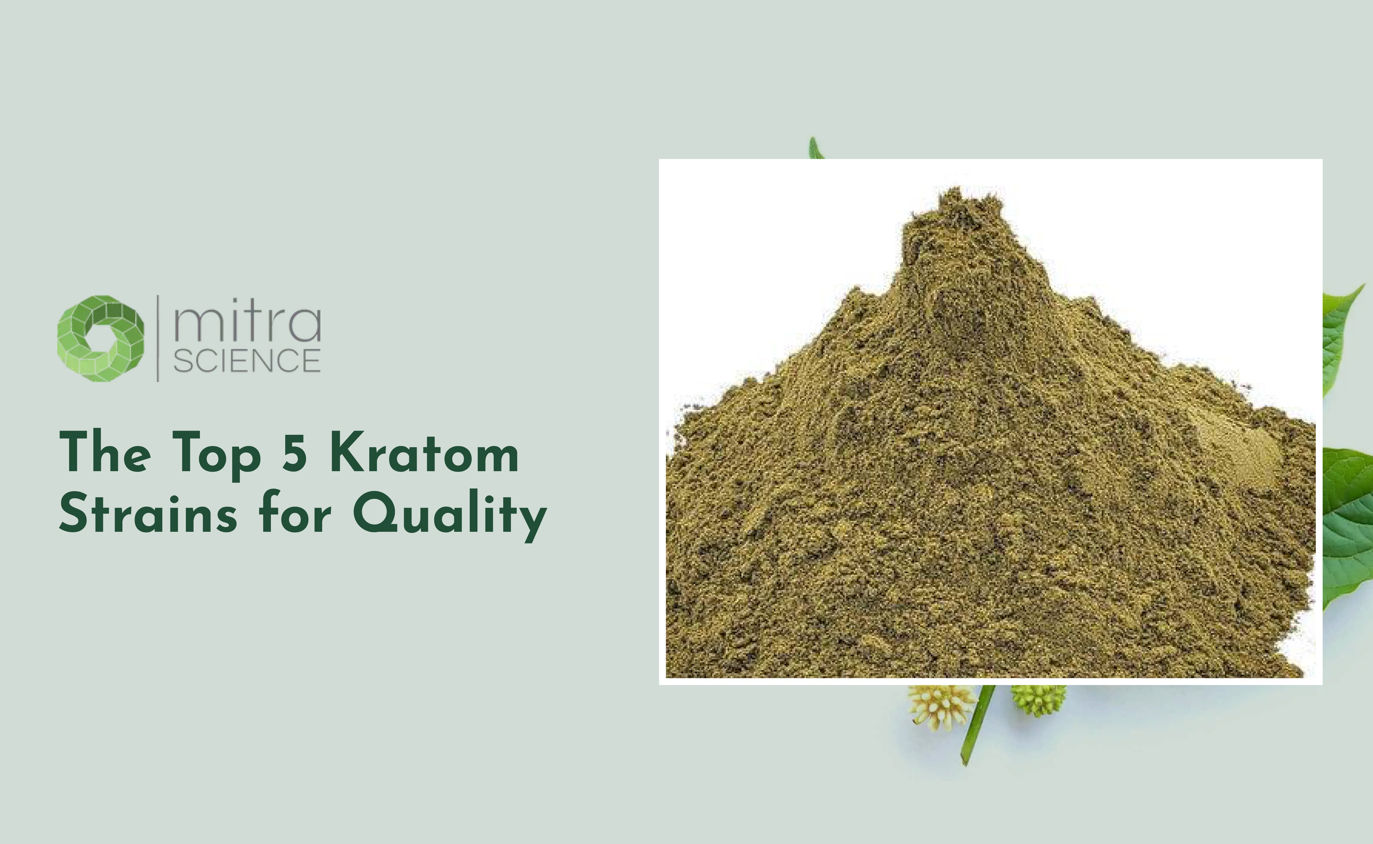 The Top 5 Kratom Strains for Quality – mitrascience