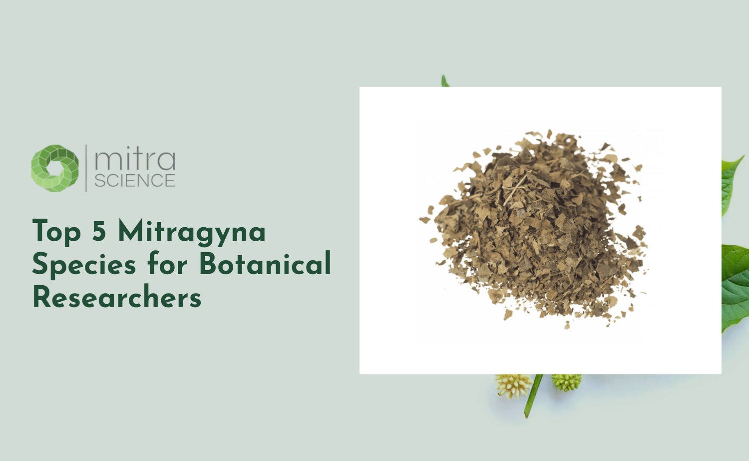 Top 5 Mitragyna Species for Botanical Researchers – mitrascience